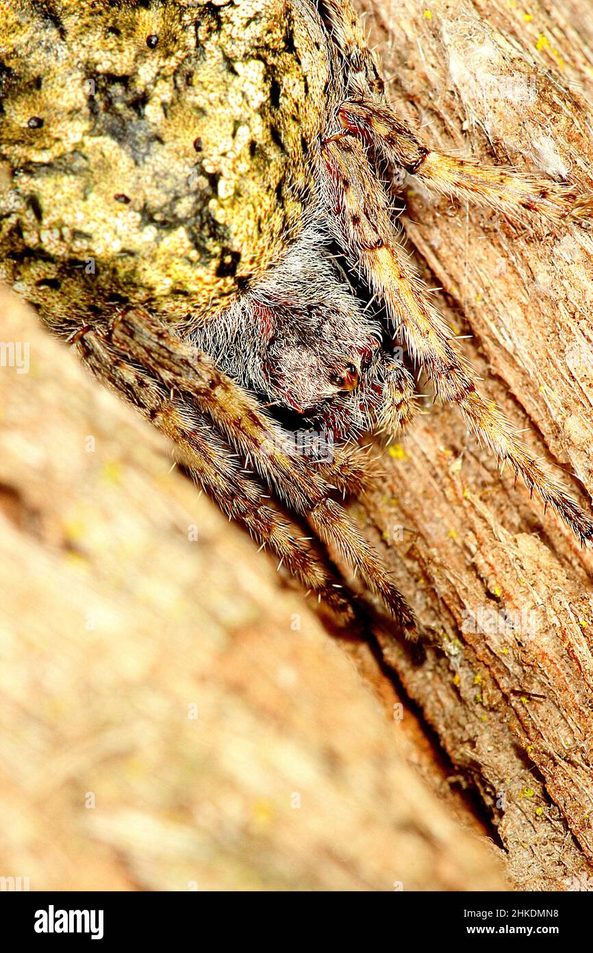 Knobbled orb weaver (Eriophora pustulosa) concealed amidst lichen Stock ...