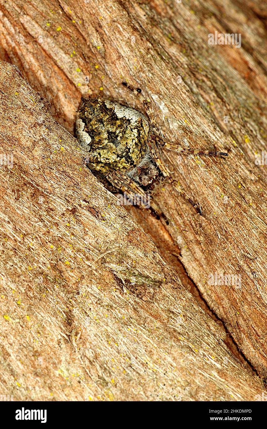 Knobbled orb weaver (Eriophora pustulosa) concealed amidst lichen Stock ...