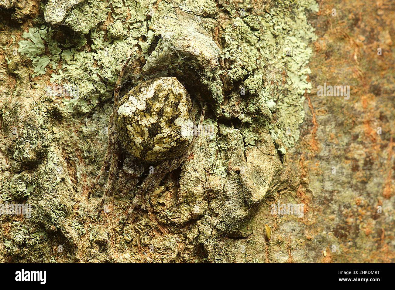 Knobbled orb weaver (Eriophora pustulosa) concealed amidst lichen Stock ...