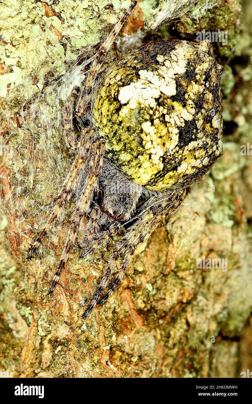 Knobbled orb weaver (Eriophora pustulosa) concealed amidst lichen Stock ...