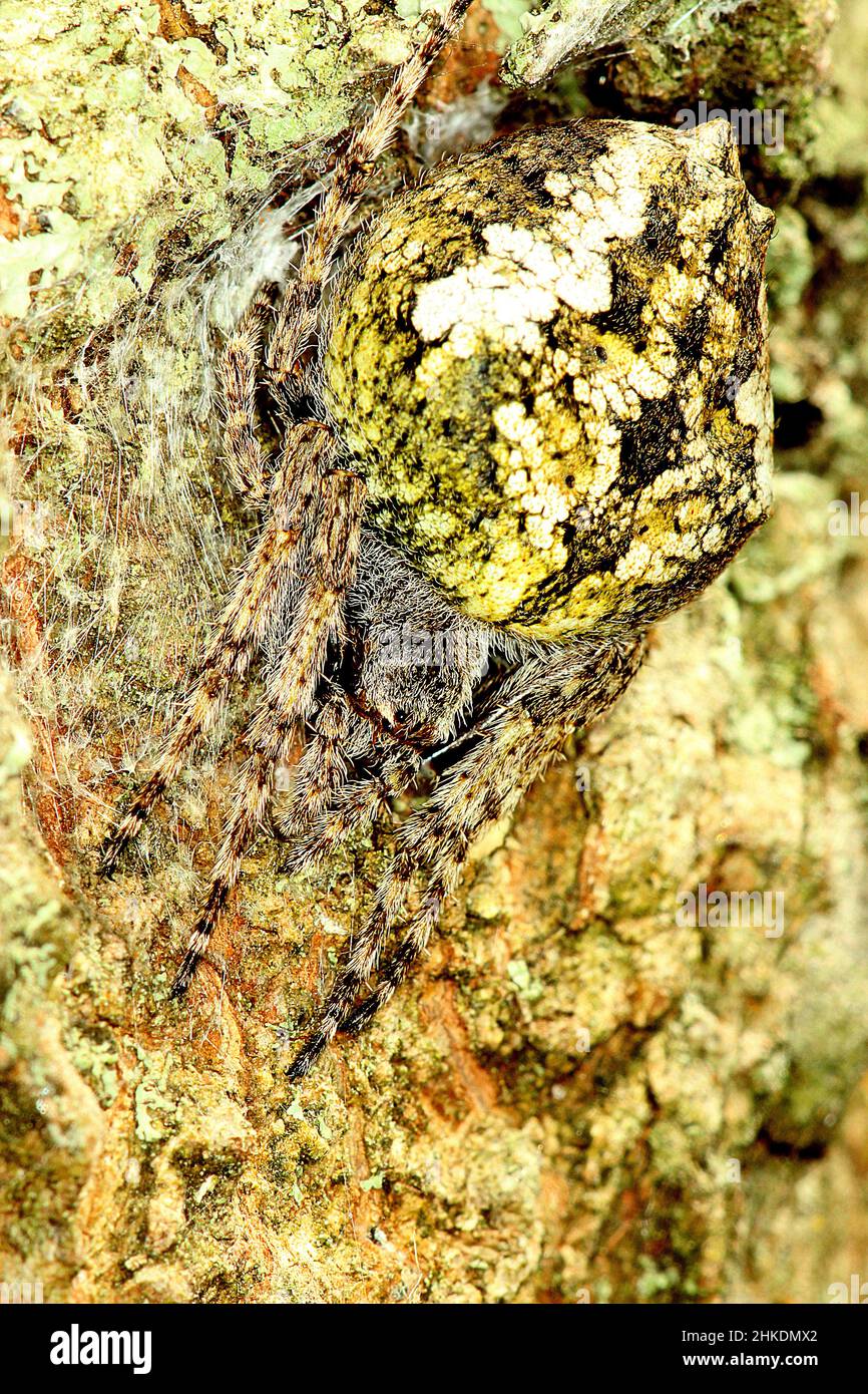 Knobbled orb weaver (Eriophora pustulosa) concealed amidst lichen Stock ...