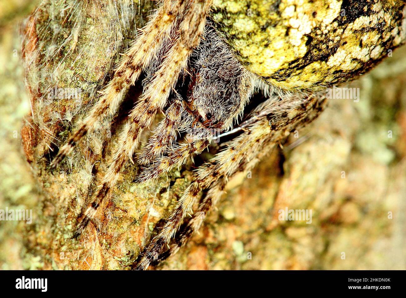 Knobbled orb weaver (Eriophora pustulosa) concealed amidst lichen Stock ...