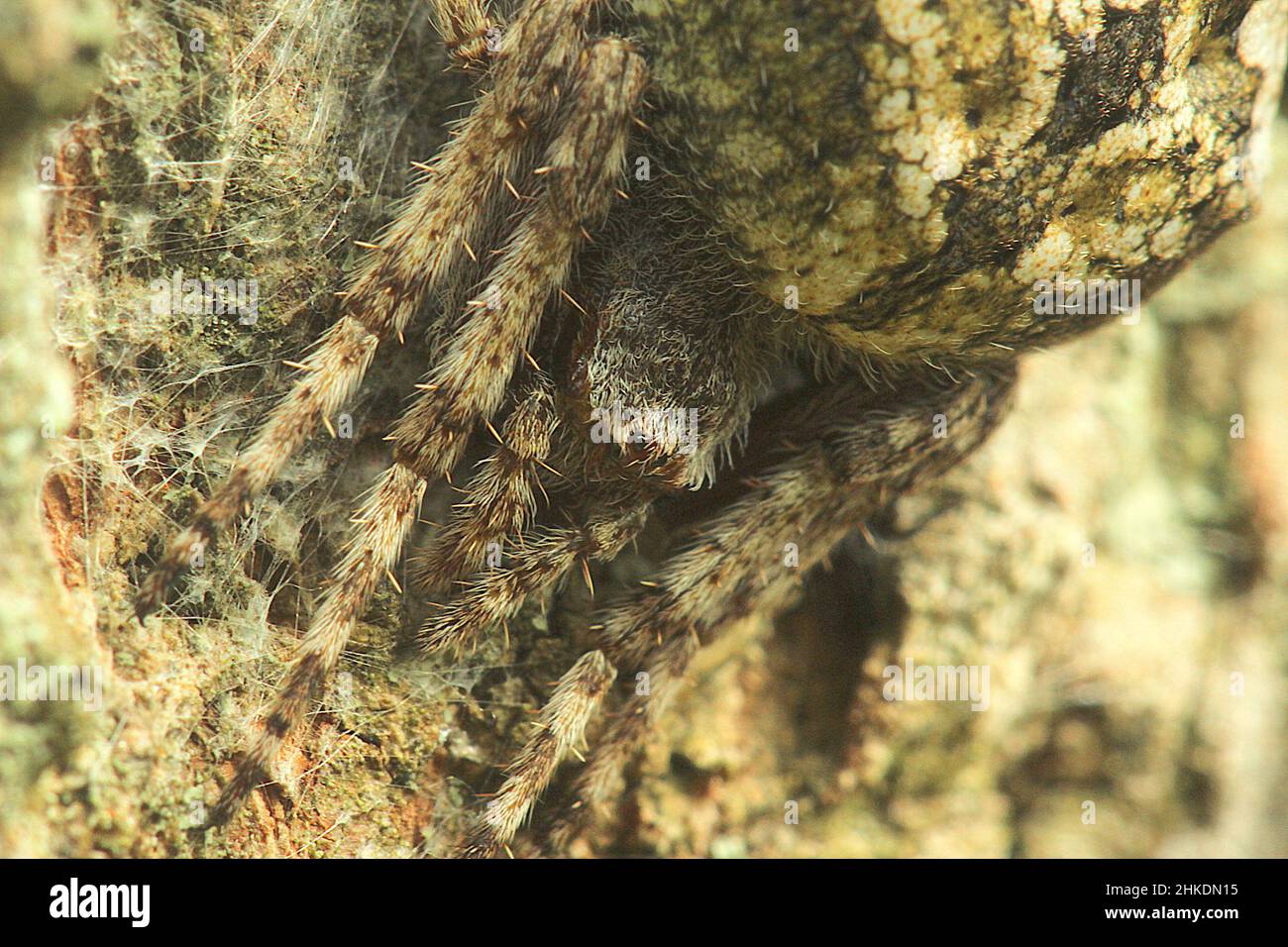 Knobbled orb weaver (Eriophora pustulosa) concealed amidst lichen Stock ...