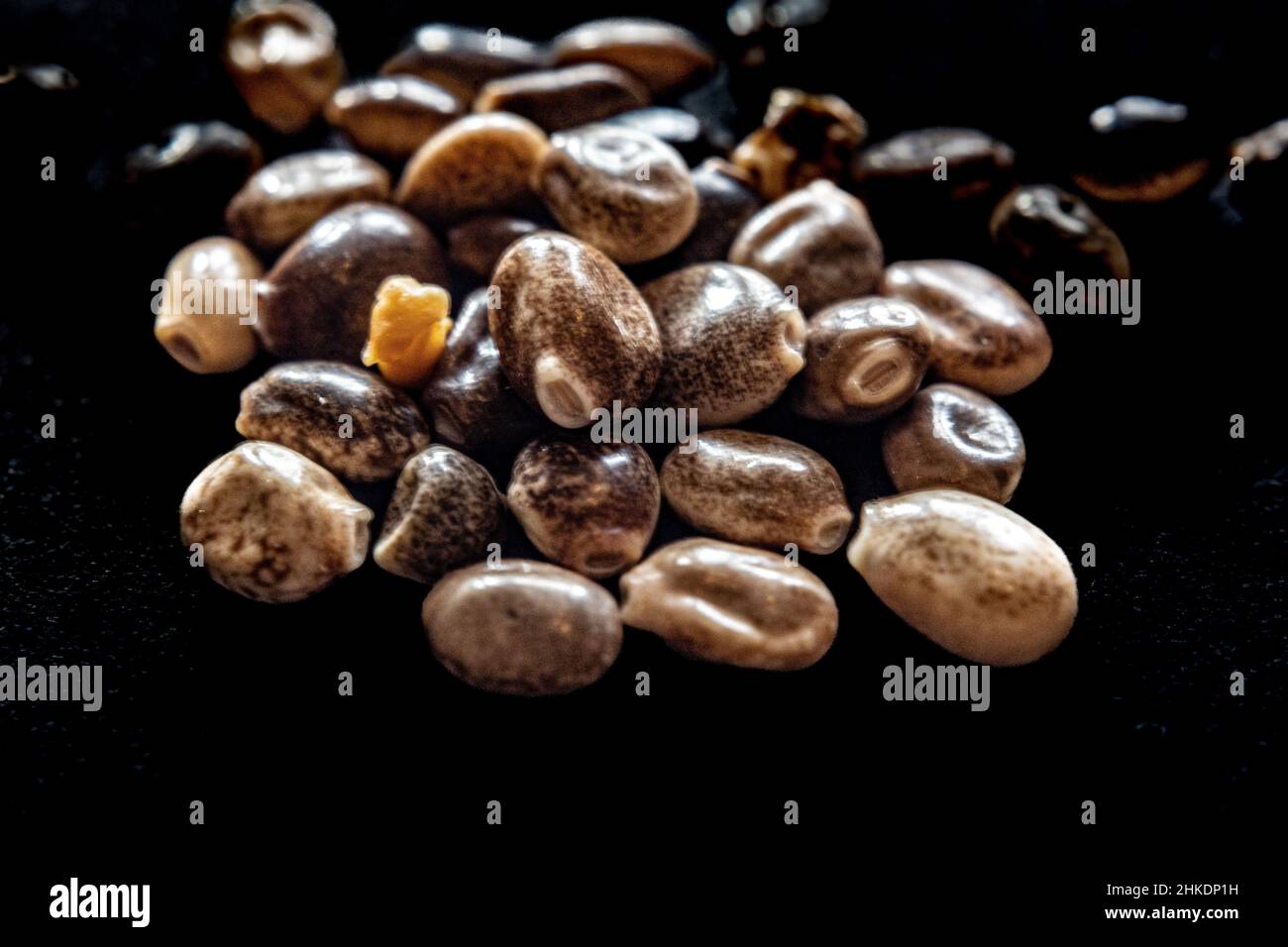 Lupine seeds hi-res stock photography and images - Alamy