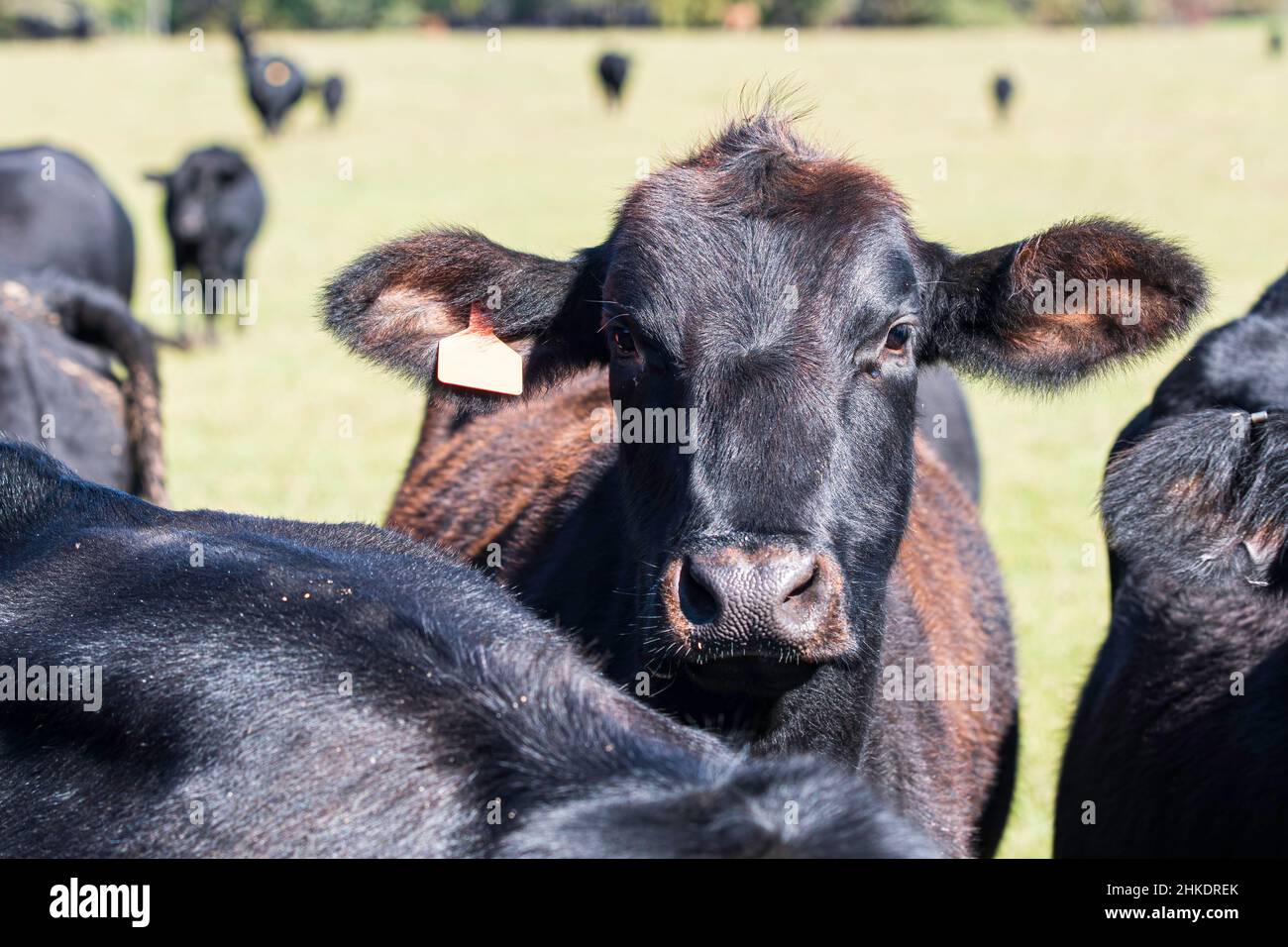Copper deficiency hi-res stock photography and images - Alamy