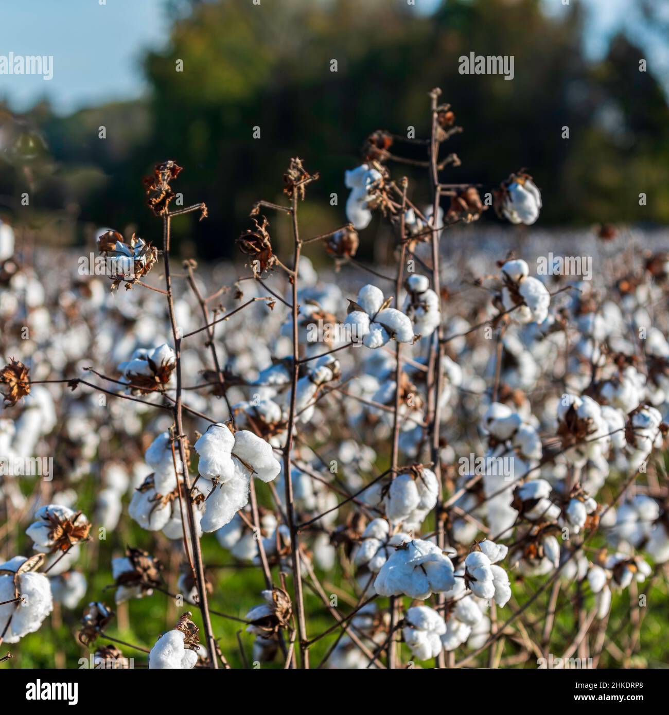 Cotton row hi-res stock photography and images - Alamy