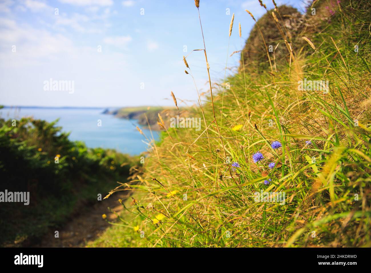 Pembrokeshire Coast Path views towards Druidstone beach Stock Photo - Alamy