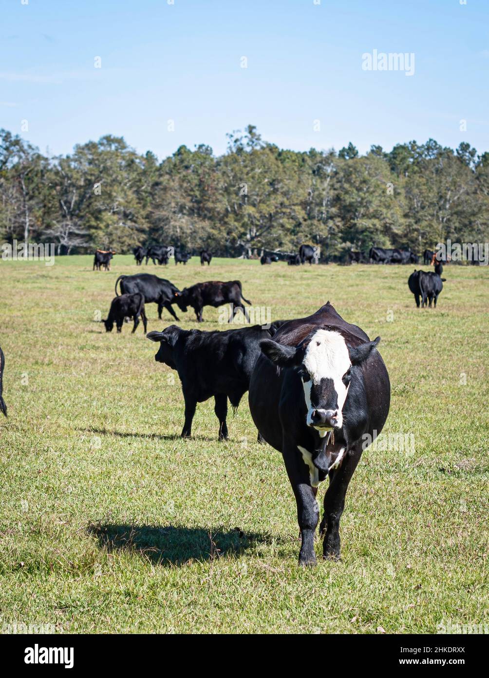 Black baldy cow hi-res stock photography and images - Alamy