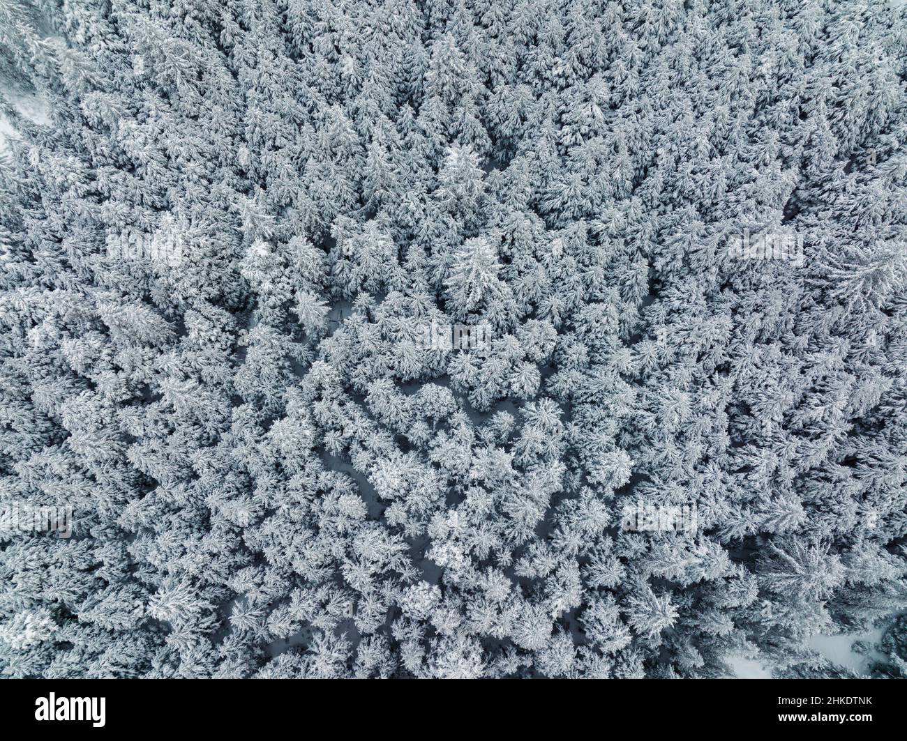 Trees from above with snow in winter hi-res stock photography and ...