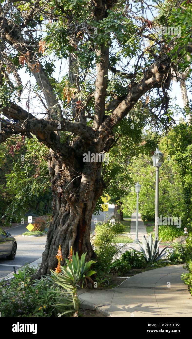 Los Angeles, California, USA 1st February 2022 Director Roy Del Ruth's ...