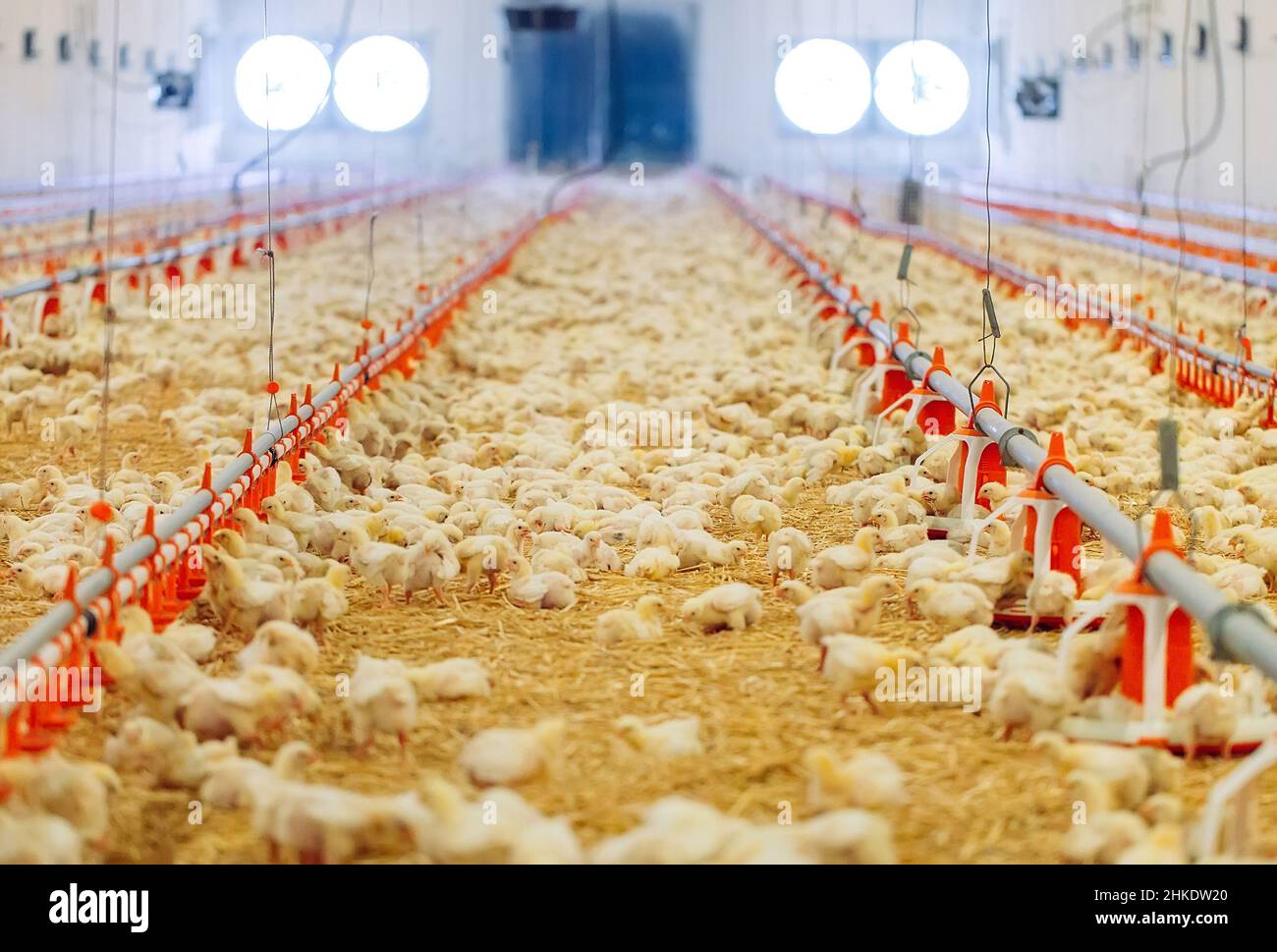 Indoors chicken farm, chicken feeding Stock Photo - Alamy