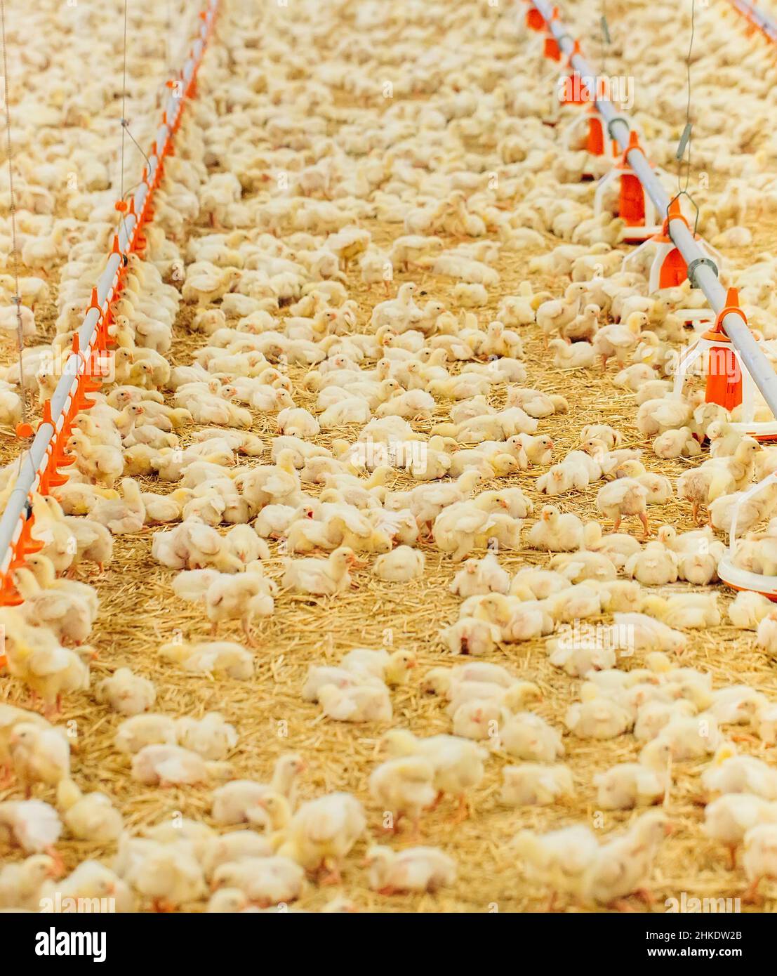 Poultry feeding for fattening hi-res stock photography and images - Alamy
