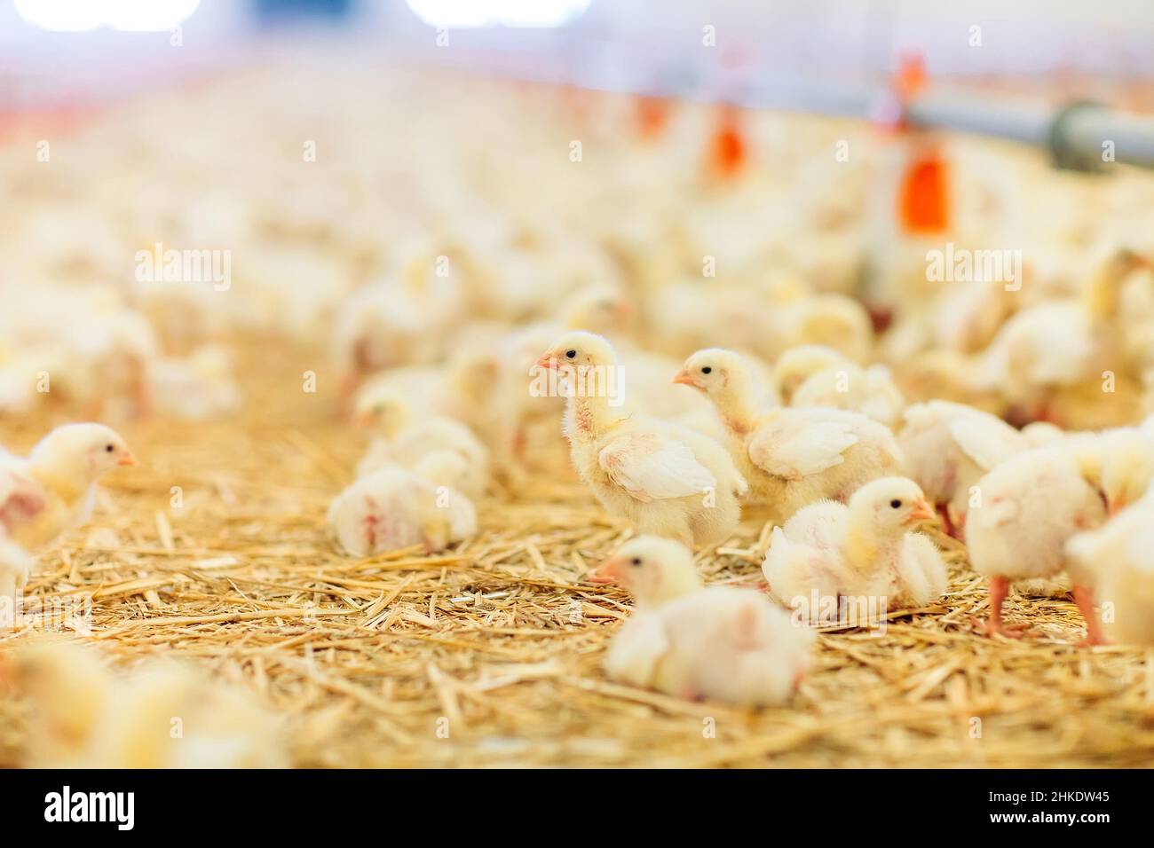 Poultry feeding for fattening hi-res stock photography and images - Alamy