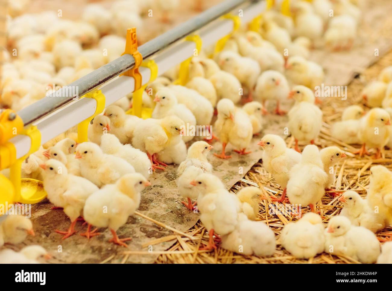 Indoors chicken farm, chicken feeding Stock Photo - Alamy