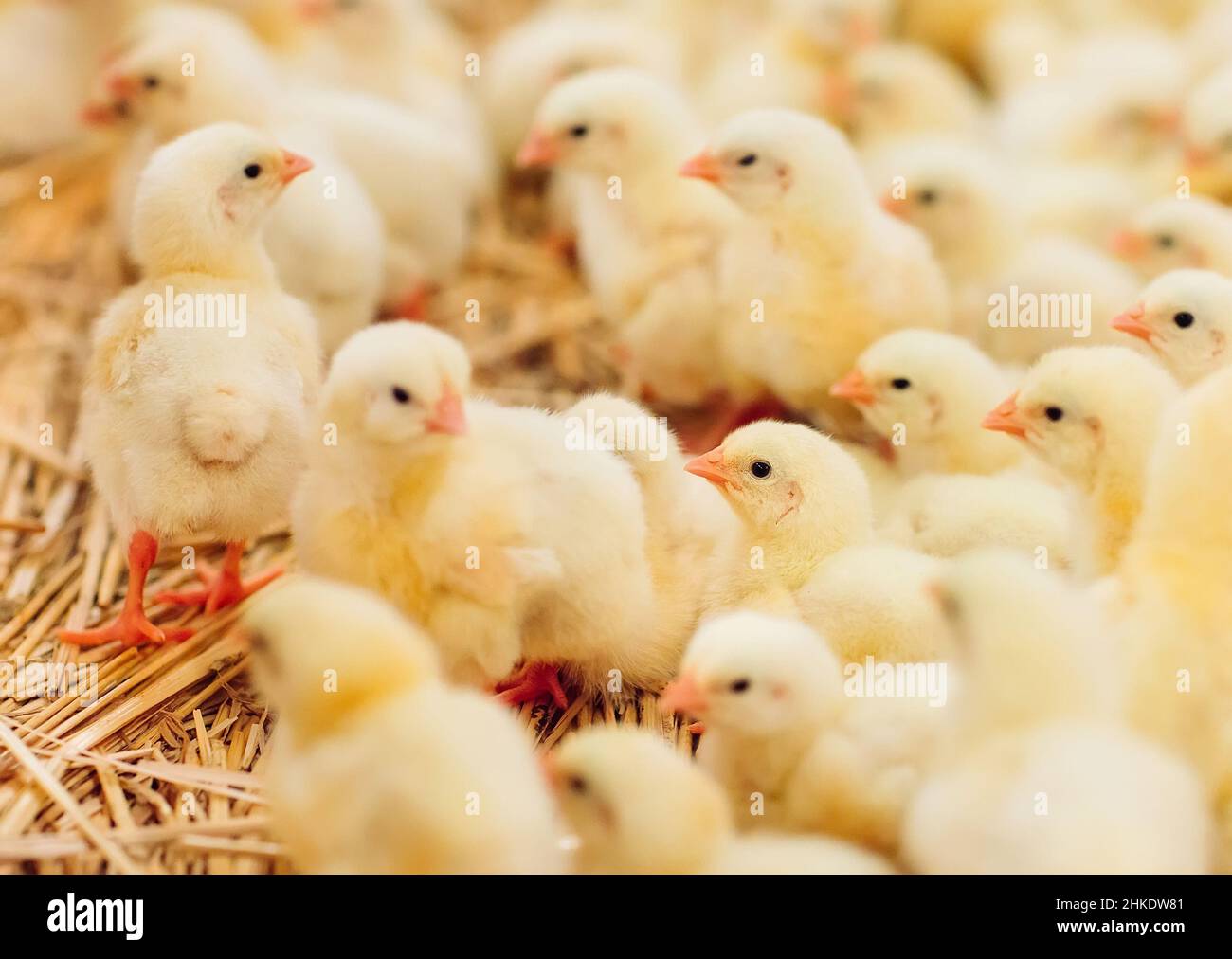 Indoors chicken farm, chicken feeding Stock Photo - Alamy