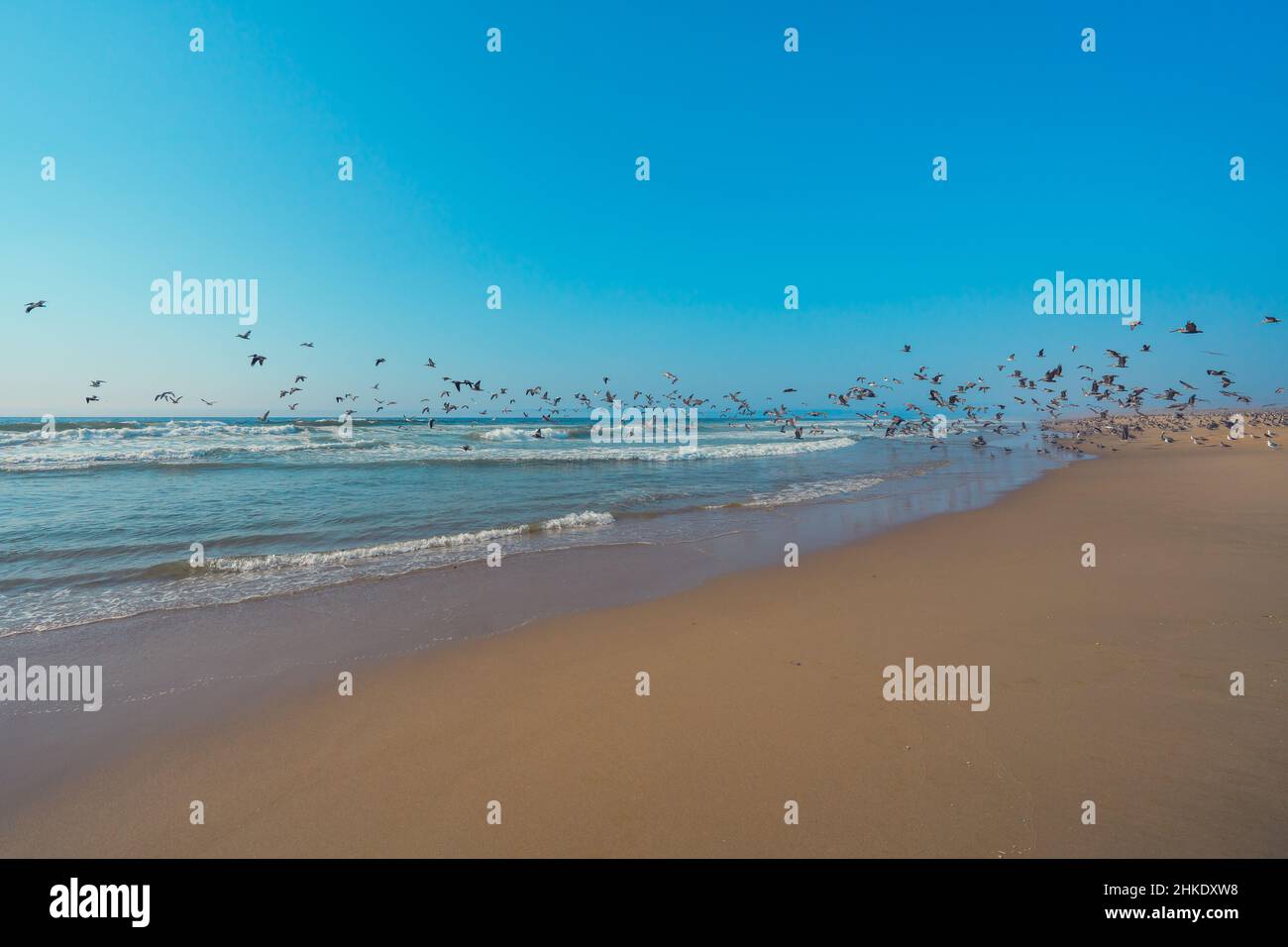 Great colony of seabirds on the beach, pelicans and seagulls, flying ...