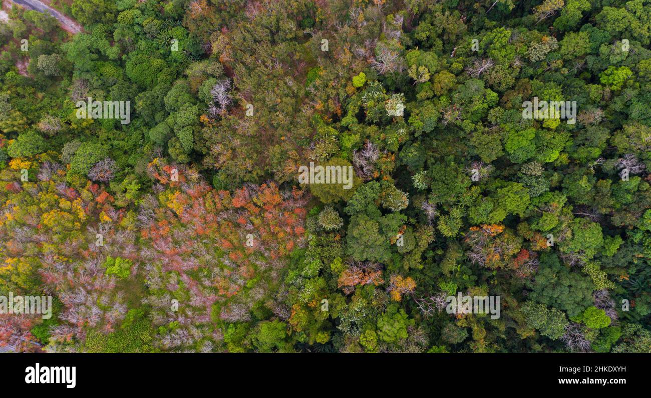 Top view abundant Forest in Autumn Colors Aerial View of Landscape in ... Top view abundant Forest in Autumn Colors Aerial View of Landscape in ...