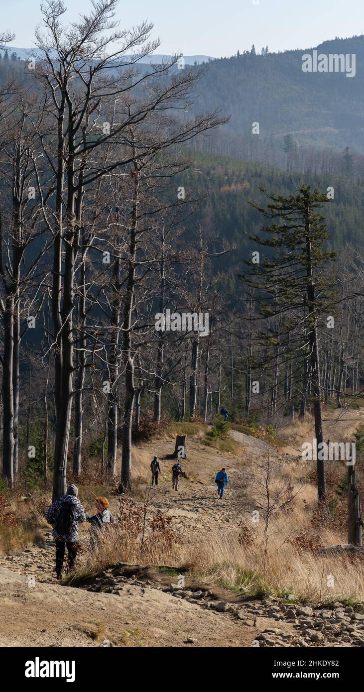 Tall and leafless trees with people hiking on the mountain path Stock ...