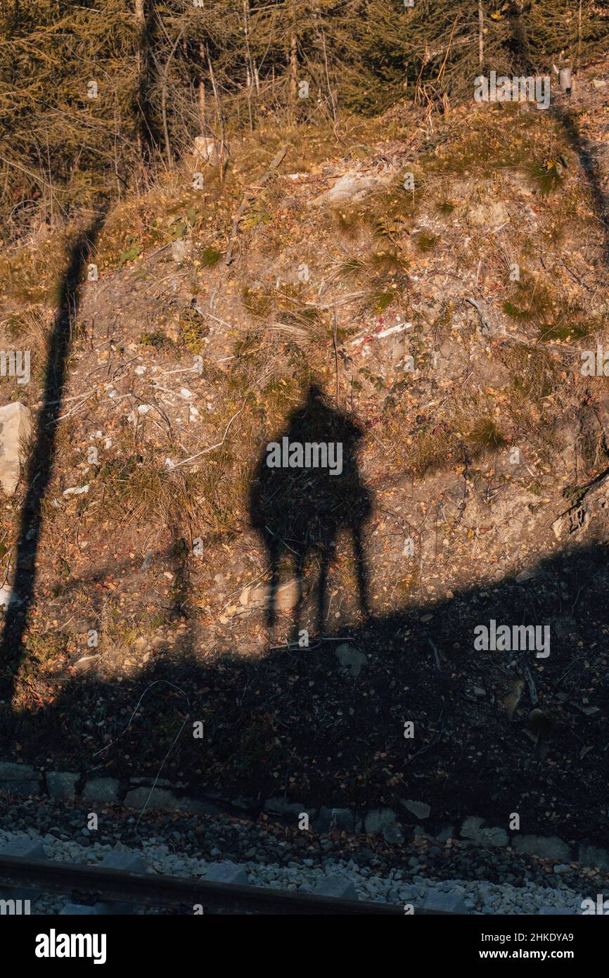 Shadow of two people on the forest ground Stock Photo - Alamy