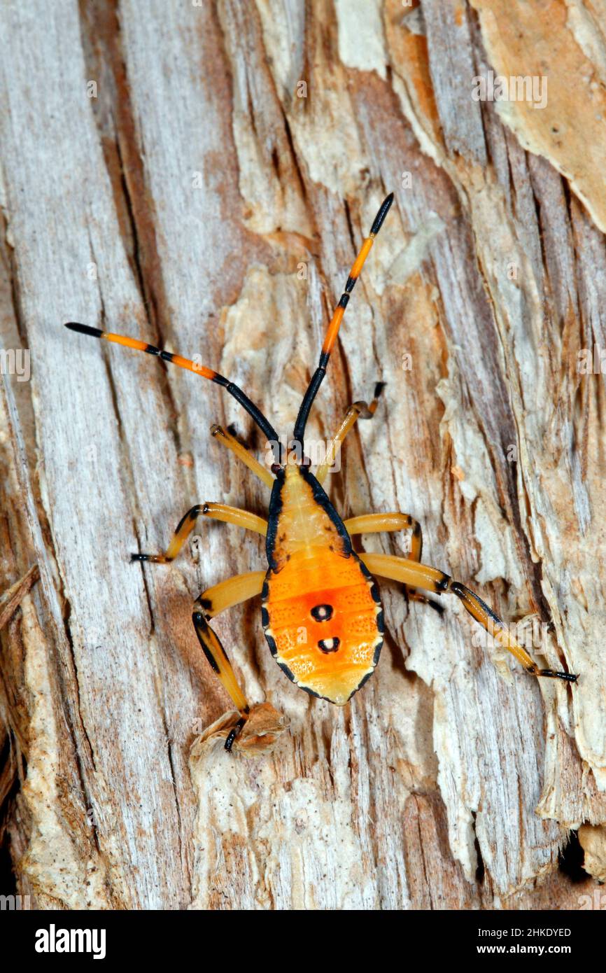 Eucalyptus Tip-wilter Bug, Amorbus alternatus. Nymph. Also known as ...