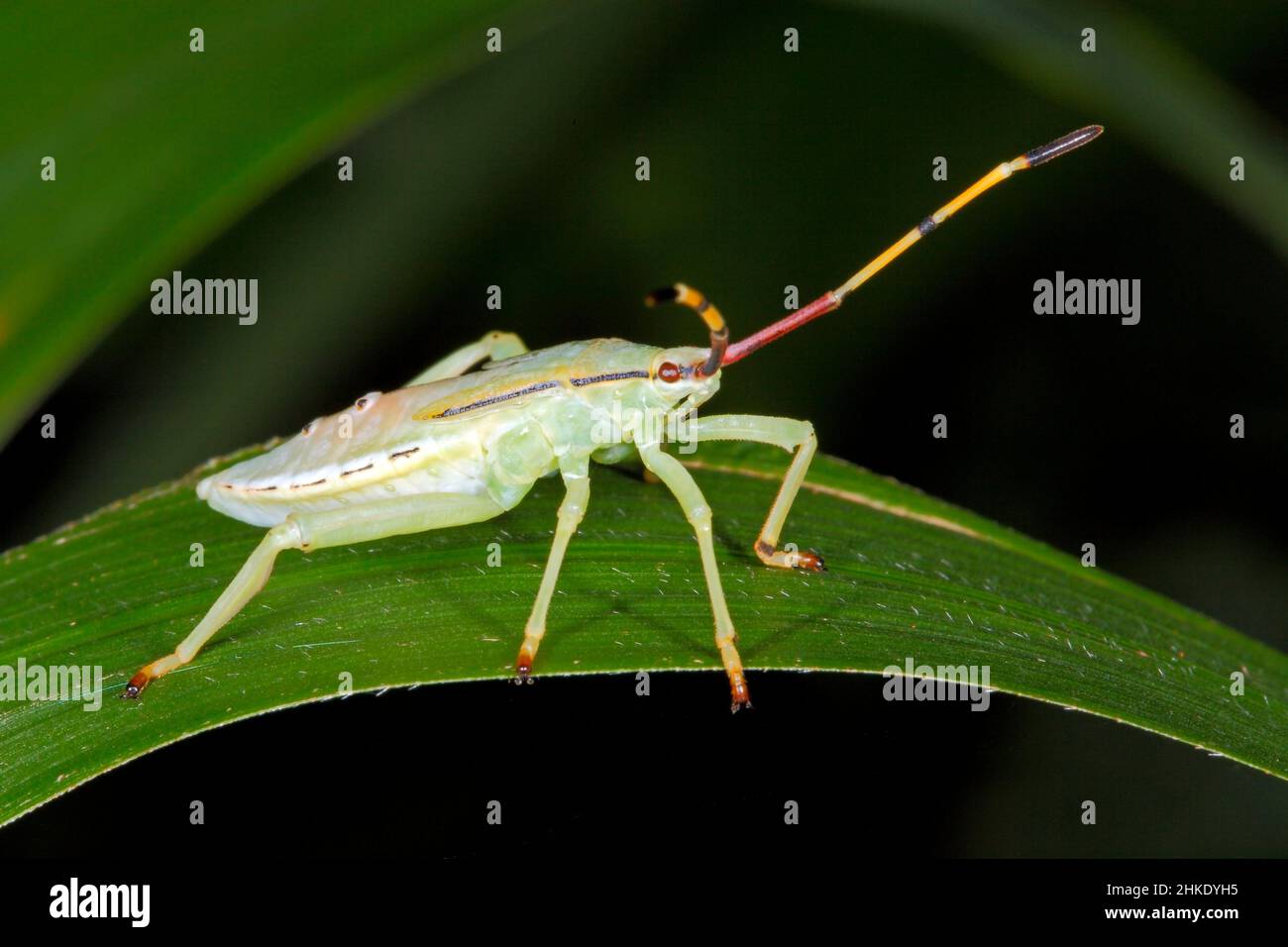 Eucalyptus Tip-wilter Bug, Amorbus alternatus. Nymph. Also known as ...