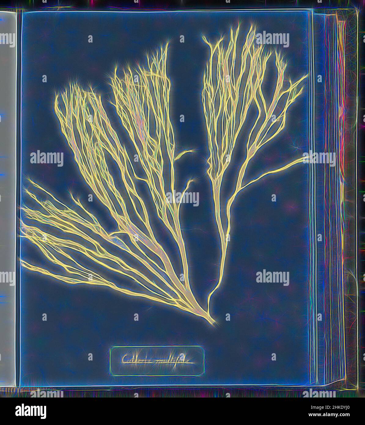 Inspired by Cutleria multifida, Anna Atkins, United Kingdom, c. 1843 ...