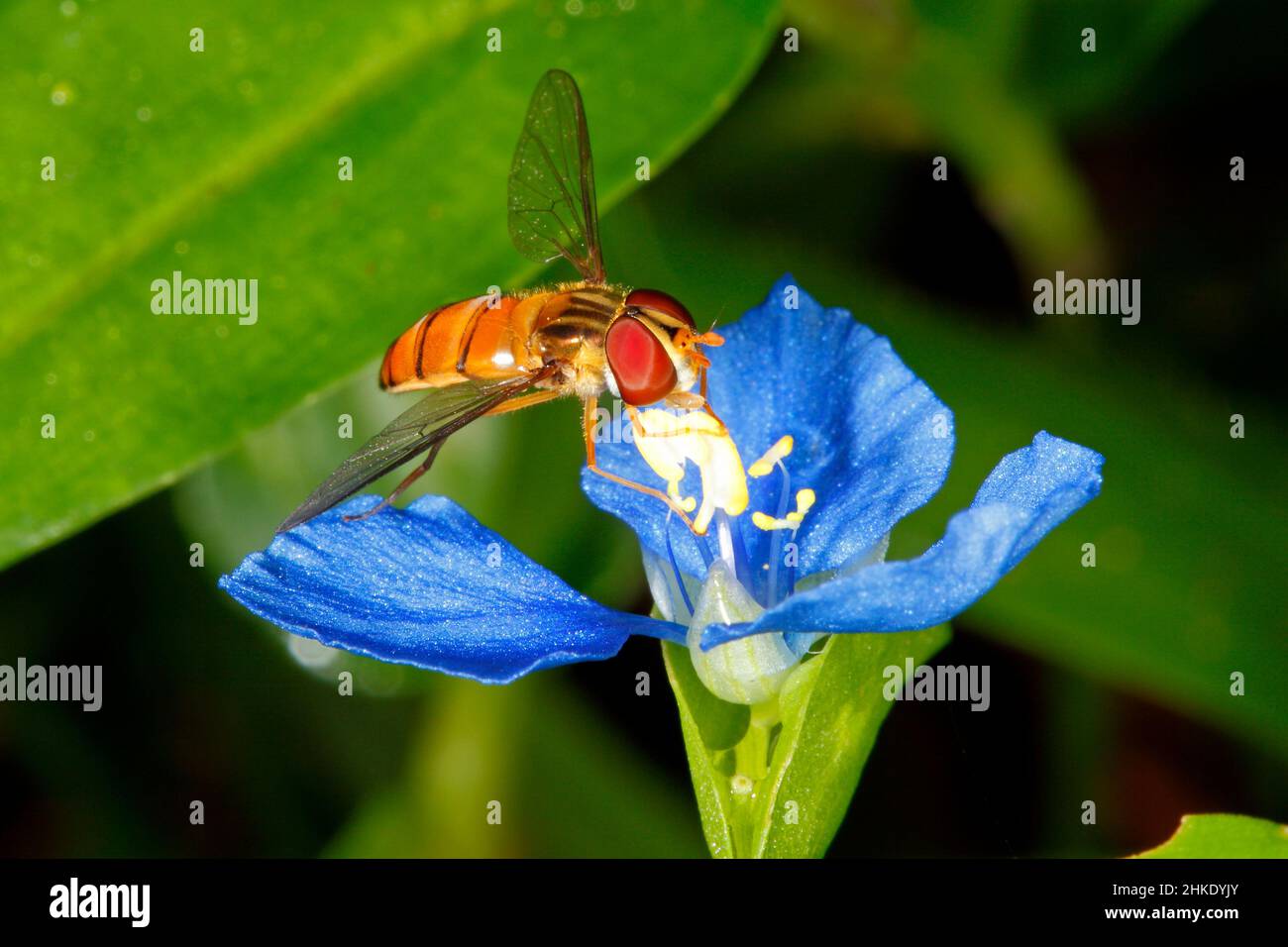 Grey banded hoverfly hi-res stock photography and images - Alamy