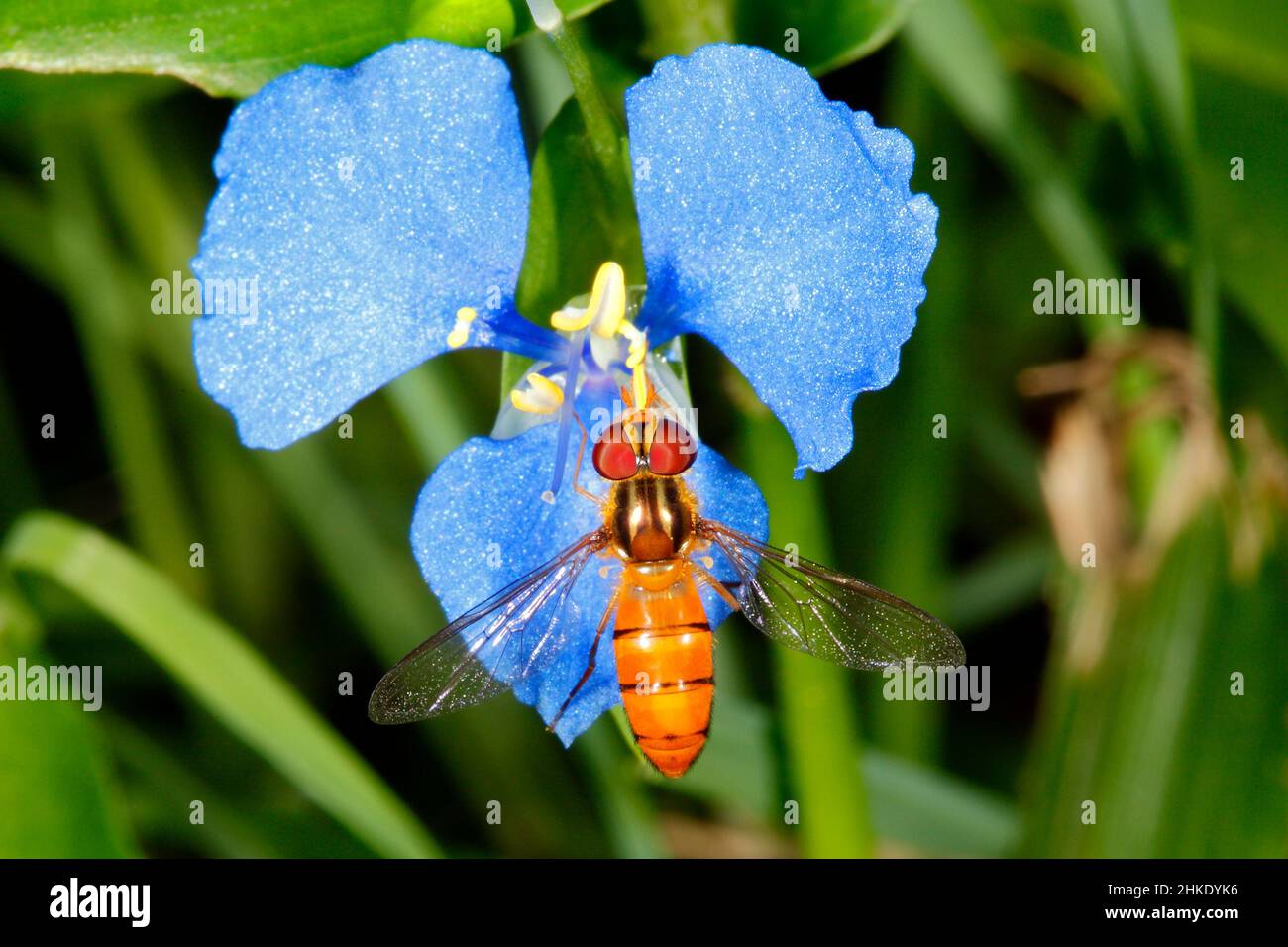 Grey banded hover fly hi-res stock photography and images - Alamy