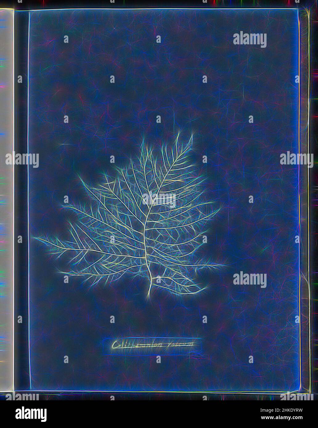 Inspired by Calithamnion roseum [= Callithamnion roseum], Anna Atkins ...