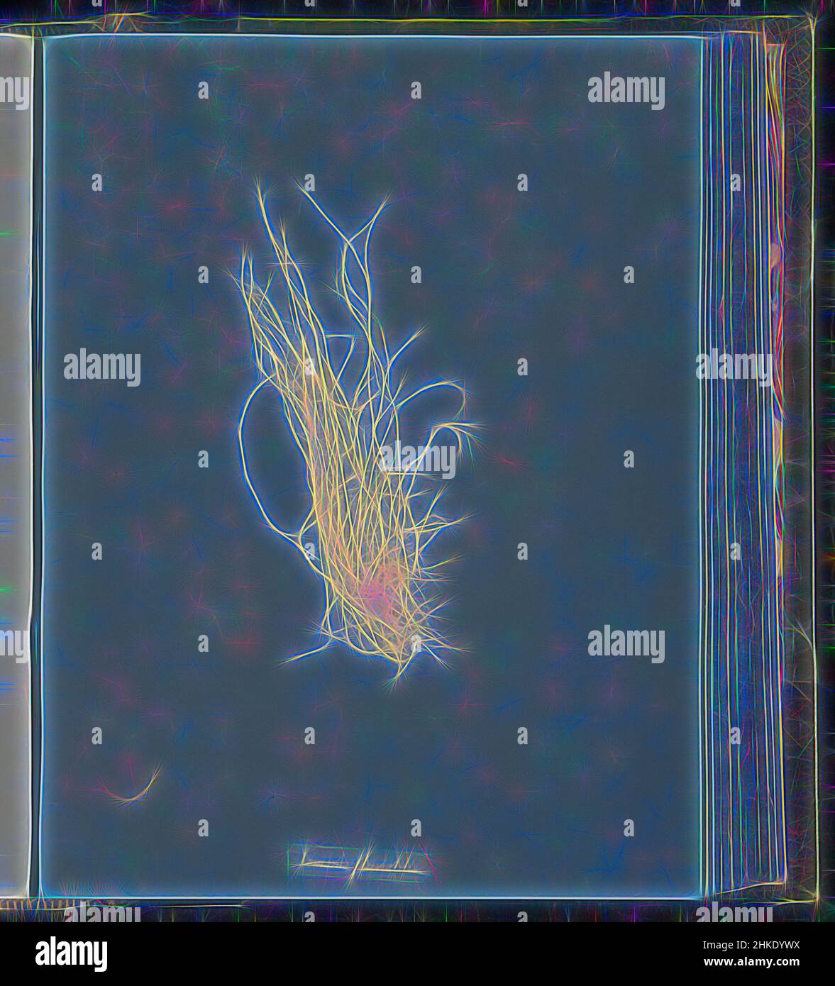 Inspired by Lemania fluviatilis [= Lemanea fluviatilis], Anna Atkins ...