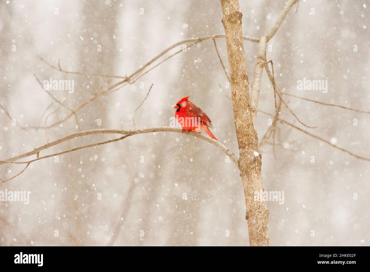 Cardinal in snow hi-res stock photography and images - Alamy