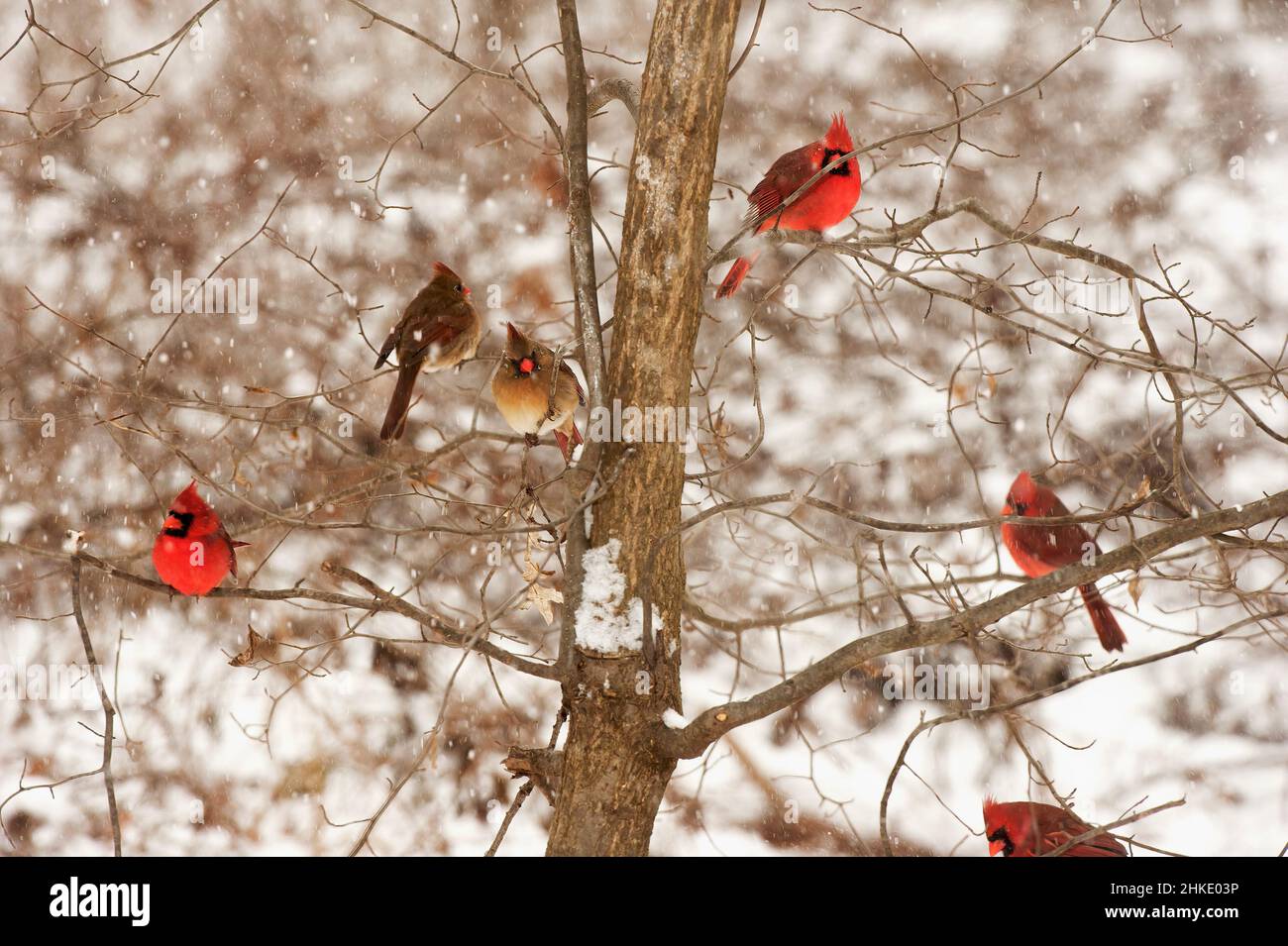 Male and female Northern cardinal in winter landscape Stock Photo - Alamy
