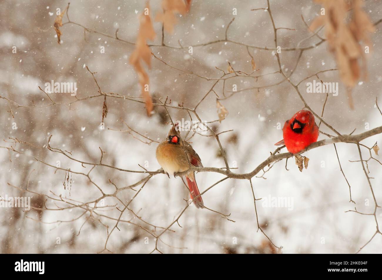Male and female Northern cardinal in winter landscape Stock Photo - Alamy
