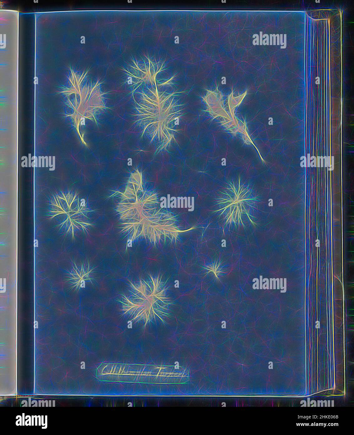 Callithamnion turneri hi-res stock photography and images - Alamy