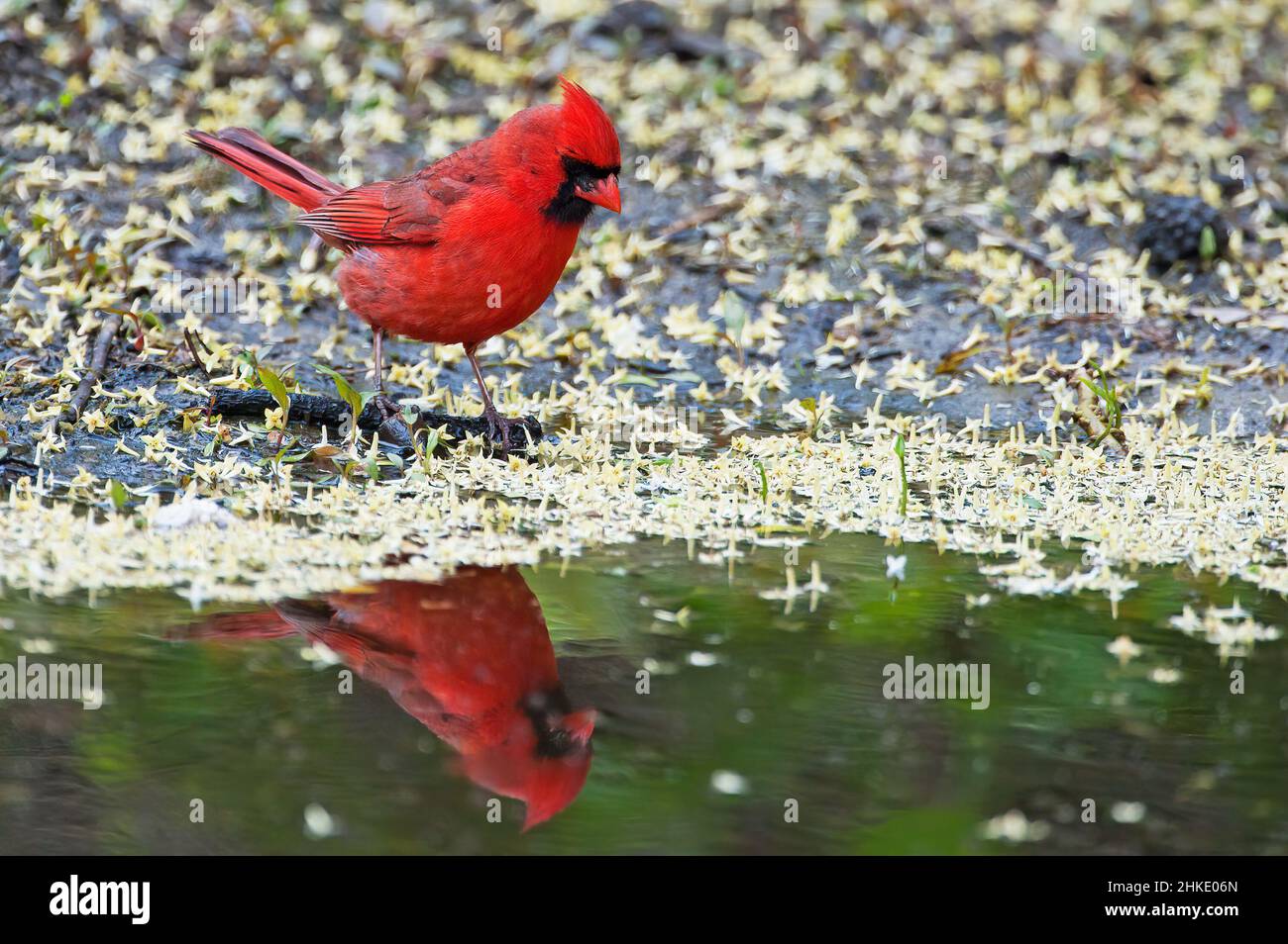 Cardinal reflection hi-res stock photography and images - Alamy