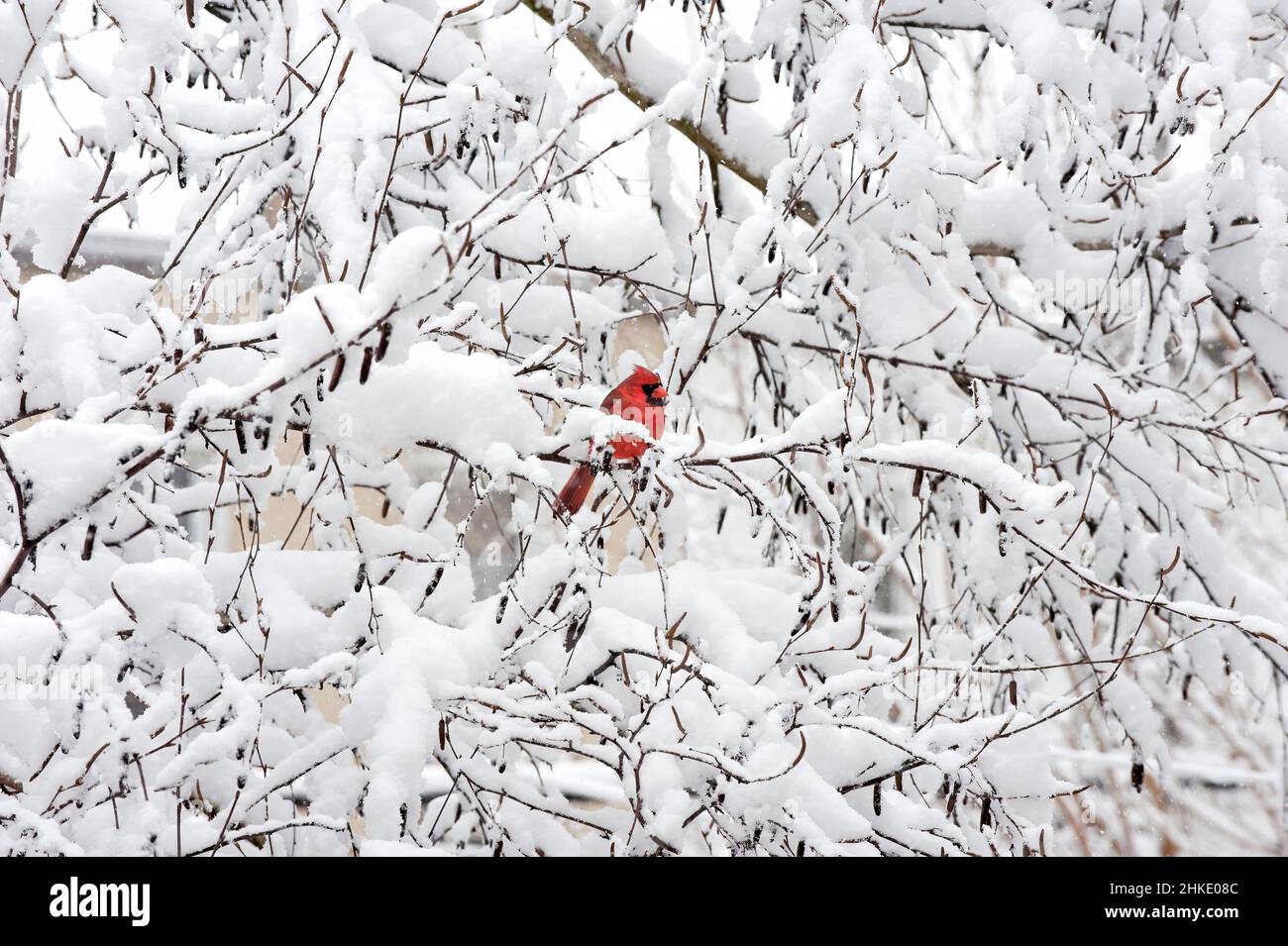 Male northern cardinal snow hi-res stock photography and images - Alamy