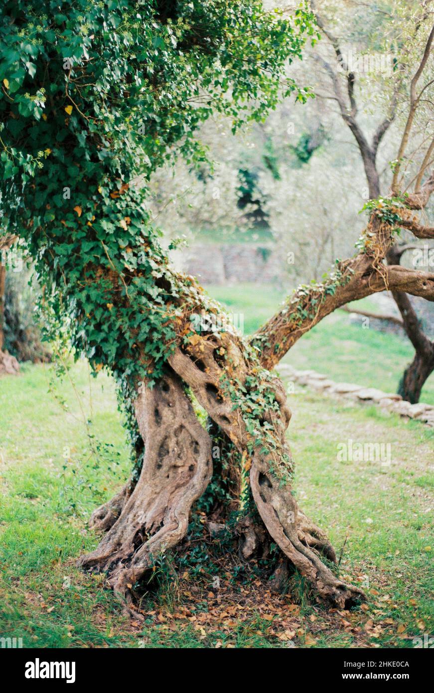 Green ivy climbs the trunk of an old tree in the park Stock Photo - Alamy