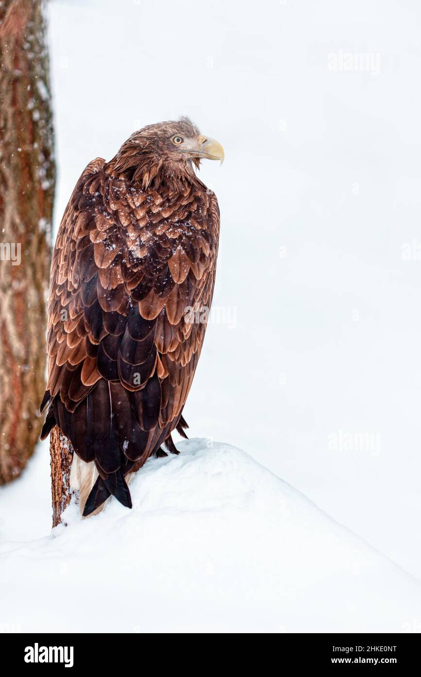 Angry looking eagle hi-res stock photography and images - Alamy