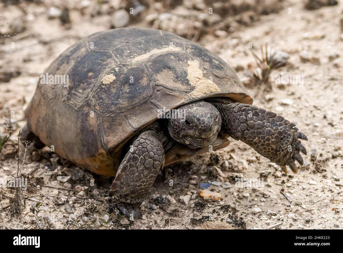 Endangered Gopher Tortoise walking slowly in the sand in Florida Stock ...