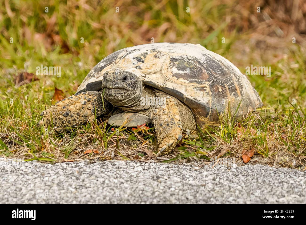 Endangered Gopher Tortoise walking slowly in the grass along a road in ...