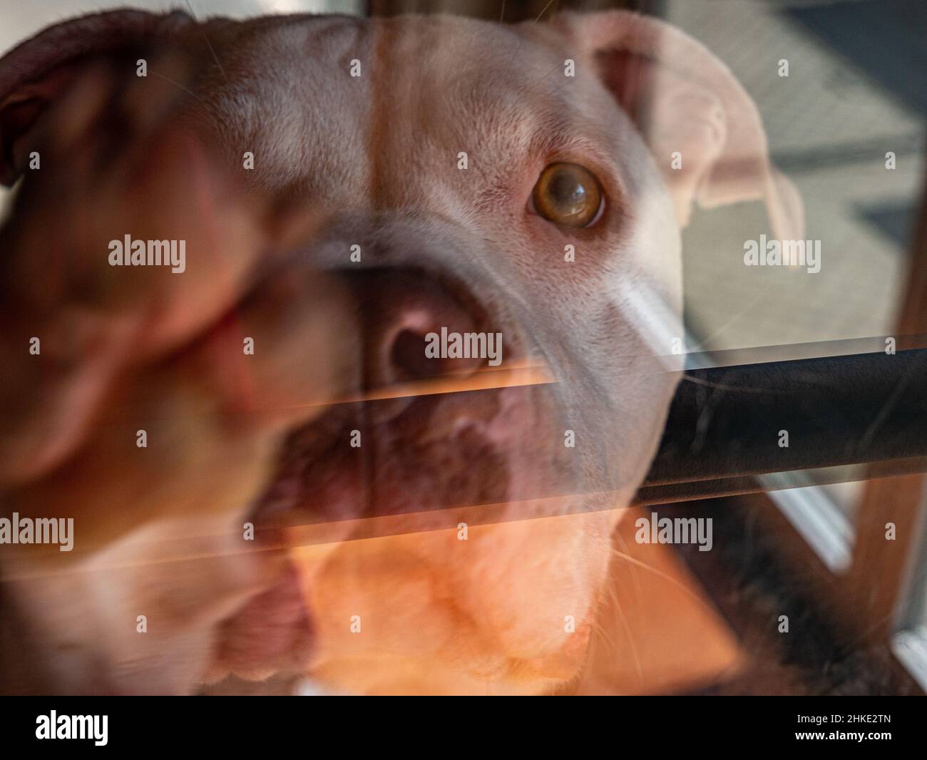 Dog furry mirror hi-res stock photography and images - Alamy