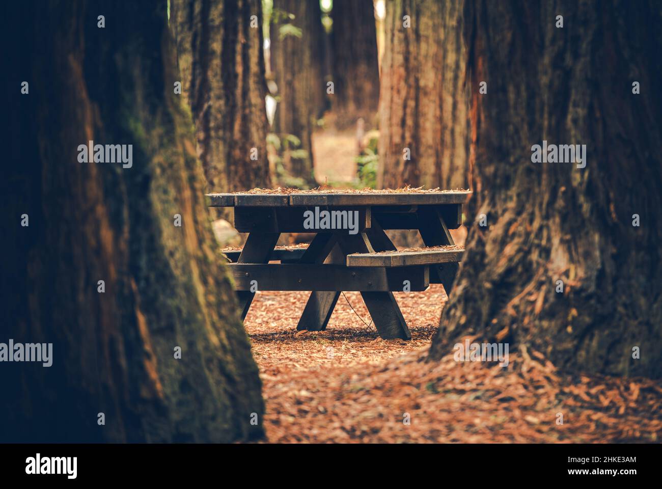 Wooden Forest Bench Between Redwood Forest Ancient Woodland. Redwood ...