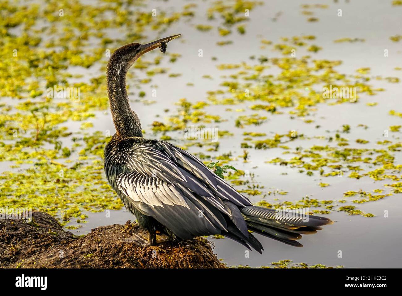 Anhinga perched on a ledge looking up to the right with food in its ...