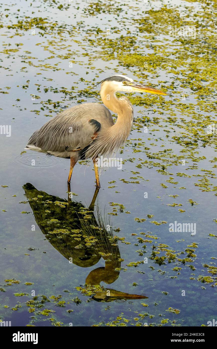 Great Blue Heron fishing in a pond in the tropics of Florida, closeup ...