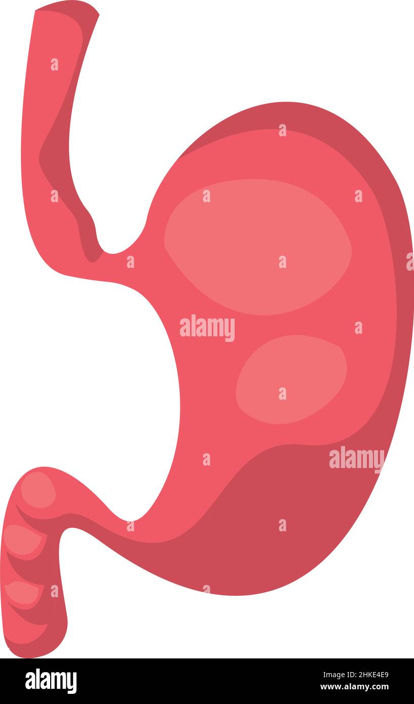 Human stomach design Stock Vector Image & Art - Alamy