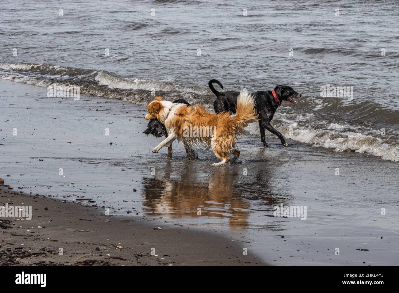 Three dogs playing at water's edge Stock Photo - Alamy
