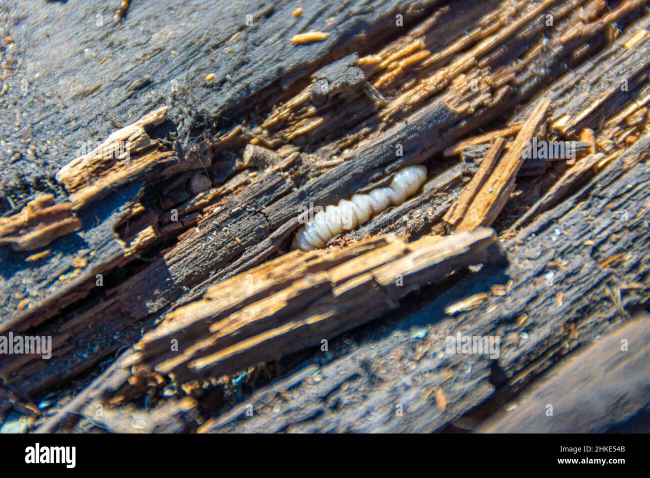 bark beetle larva found in wood, crawling in old rotting wood ...