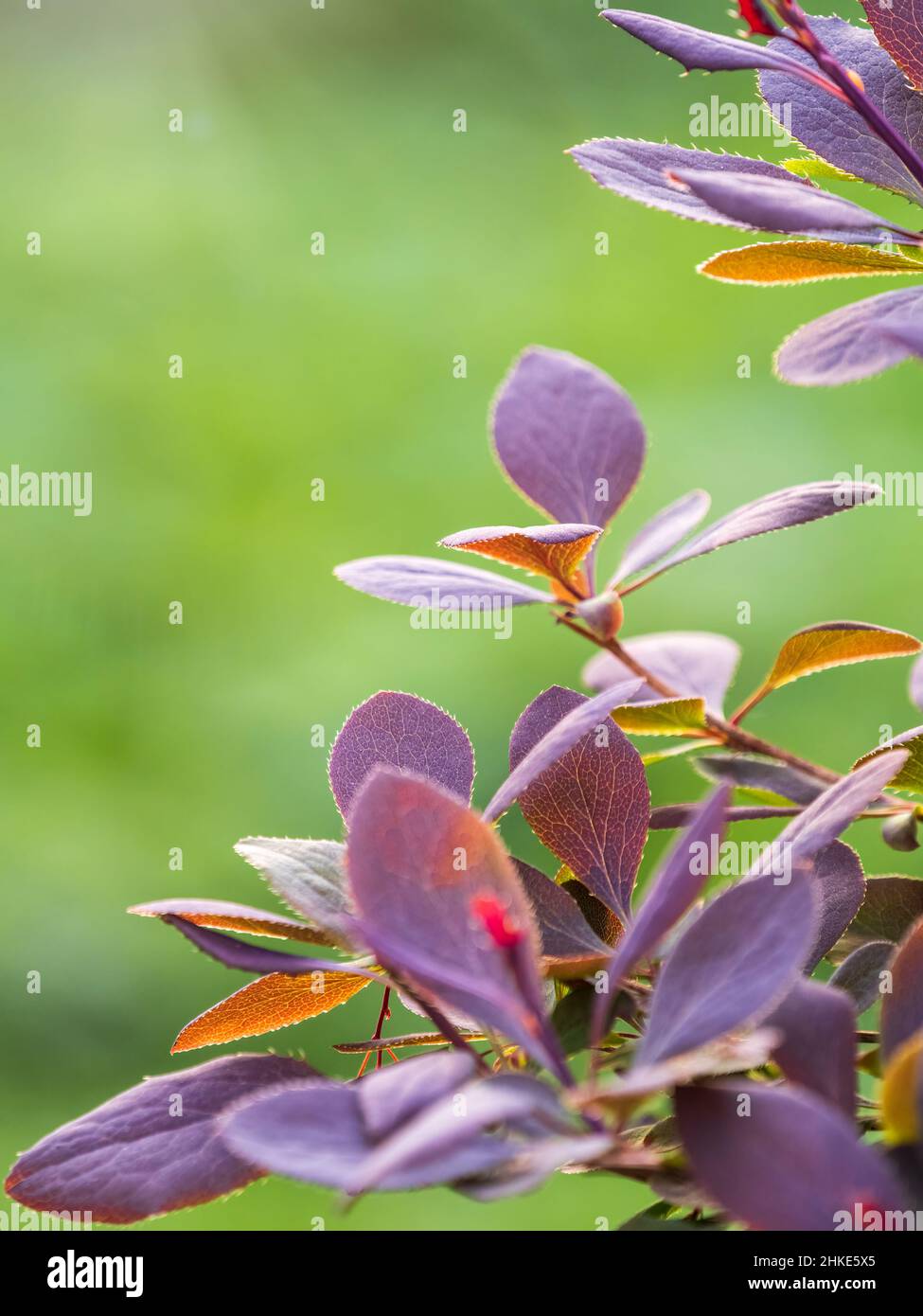 Bush of barberry in the spring with dark red leaves. Bnches of bushes ...