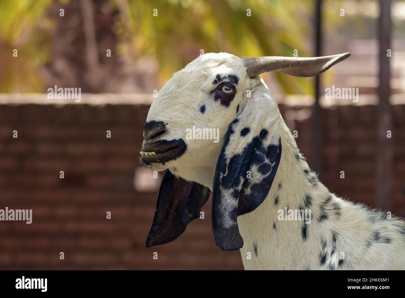 Beautiful goat close up Stock Photo - Alamy