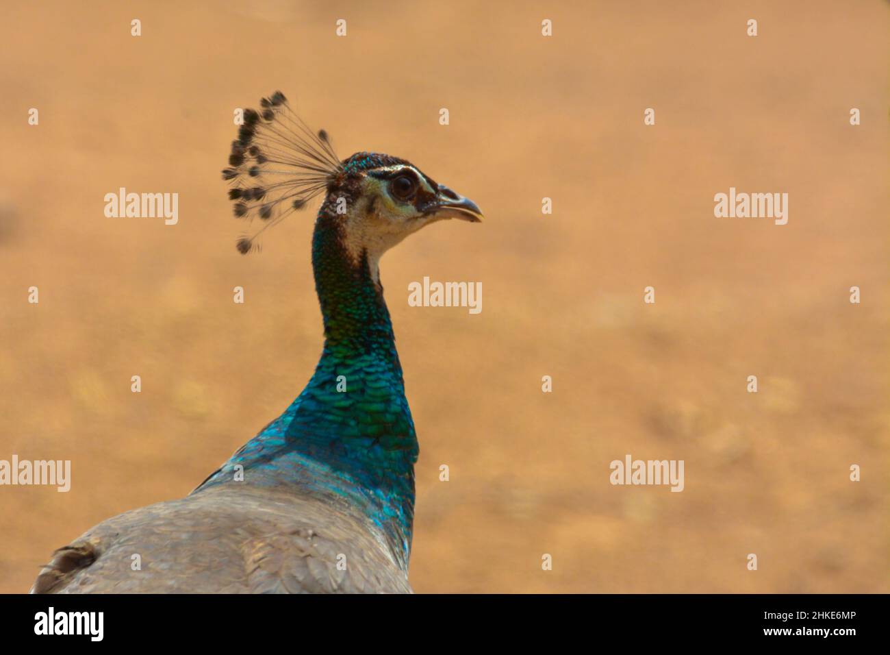 Nature grass bird peahen peafowl peacock hi-res stock photography and ...